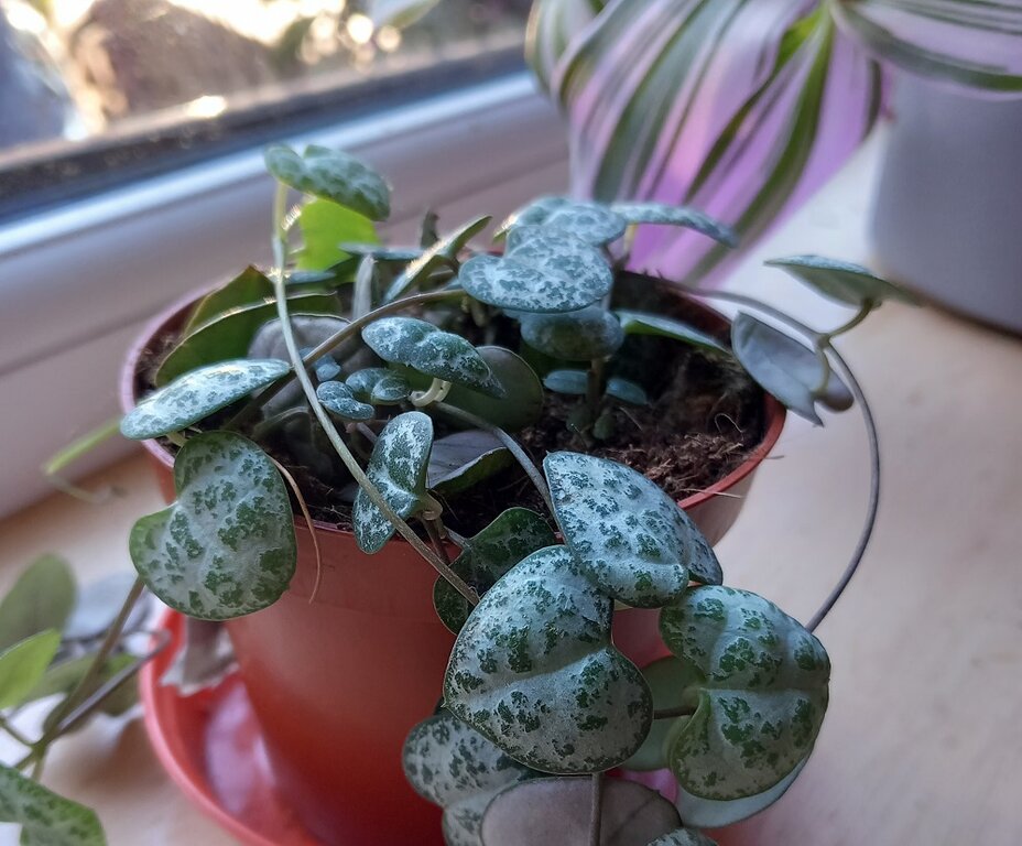 7 Tips for Hibernating Houseplants - Millbrook Garden Centre