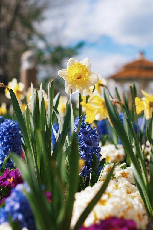 How to plant bulbs for spectacular Spring displays - Millbrook Garden ...